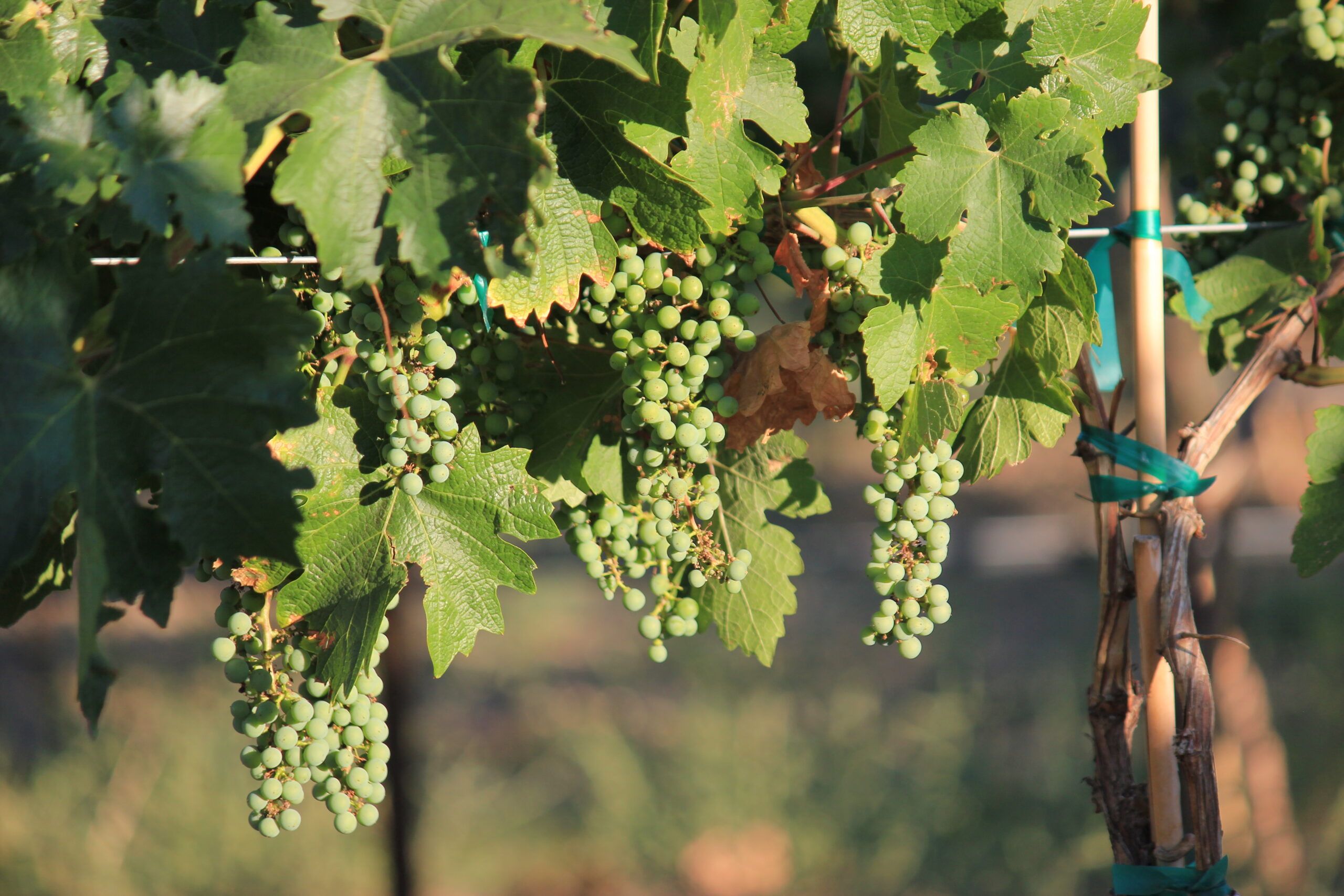 Sémillon grapes - Diamondback Ridge Vineyards